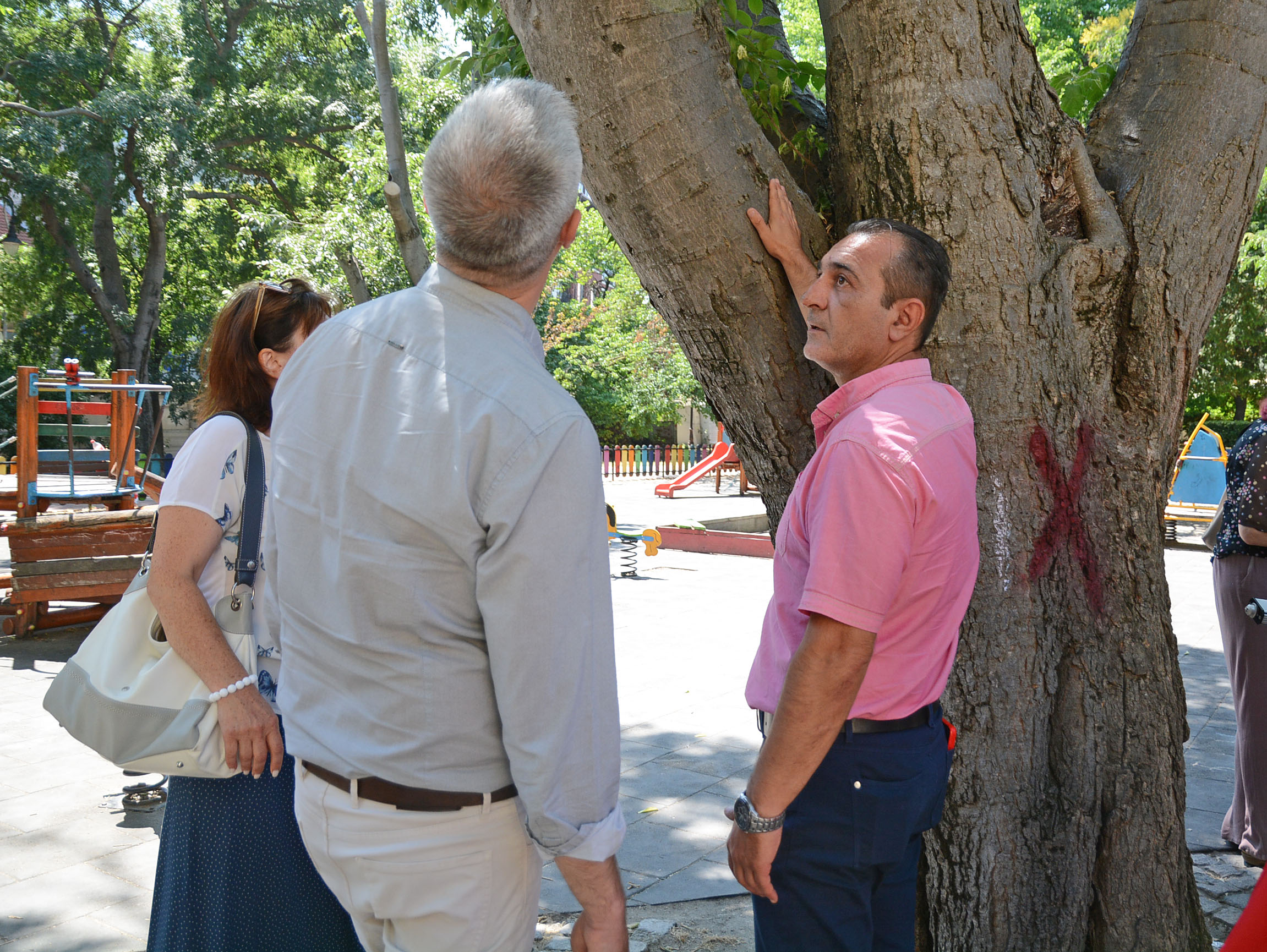 Petel.bg - новини - Премахват 32 опасни дървета в градинката зад театъра във Варна